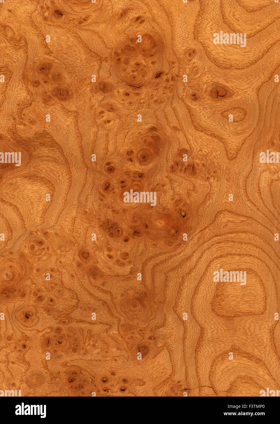 background of burr elm wood grain veneer Stock Photo - Alamy