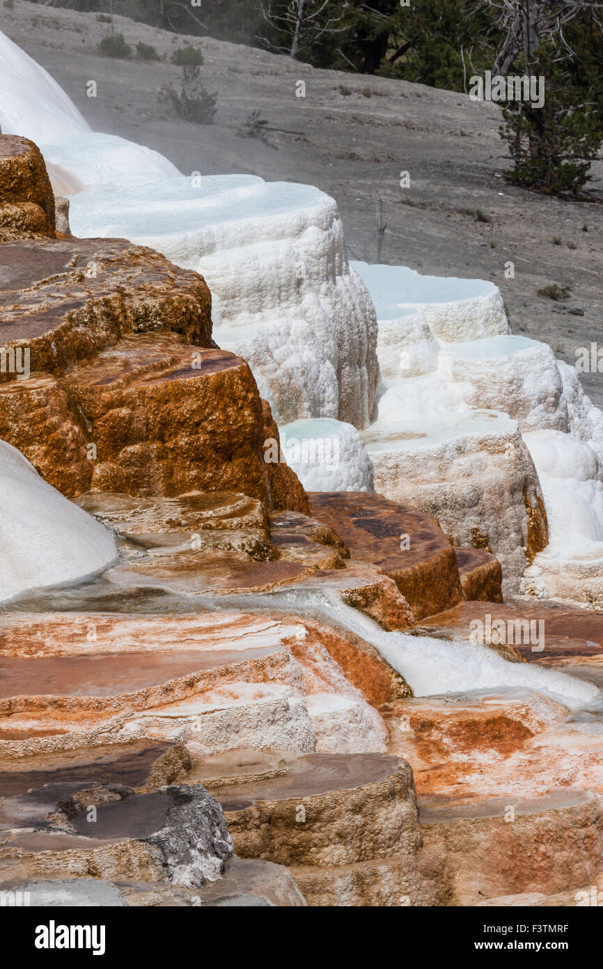 Colorful Mammoth Hot Springs cascading down its self creation of stair ...