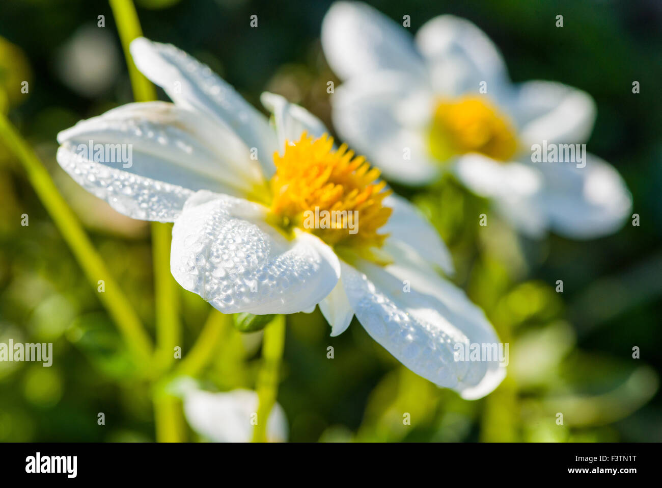Sneezy hi-res stock photography and images - Alamy