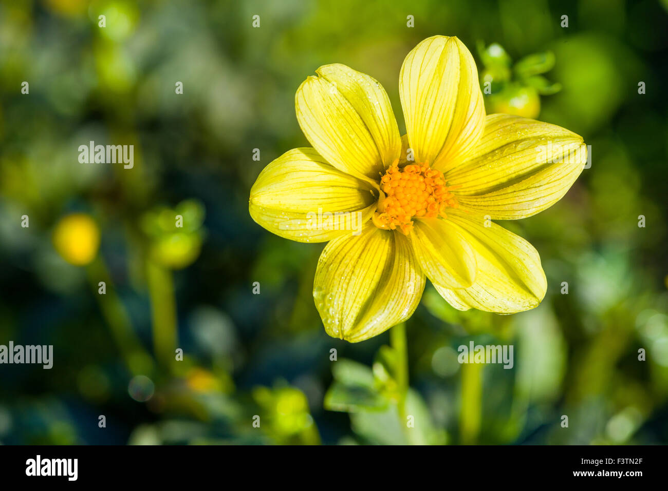 Sneezy hi-res stock photography and images - Alamy