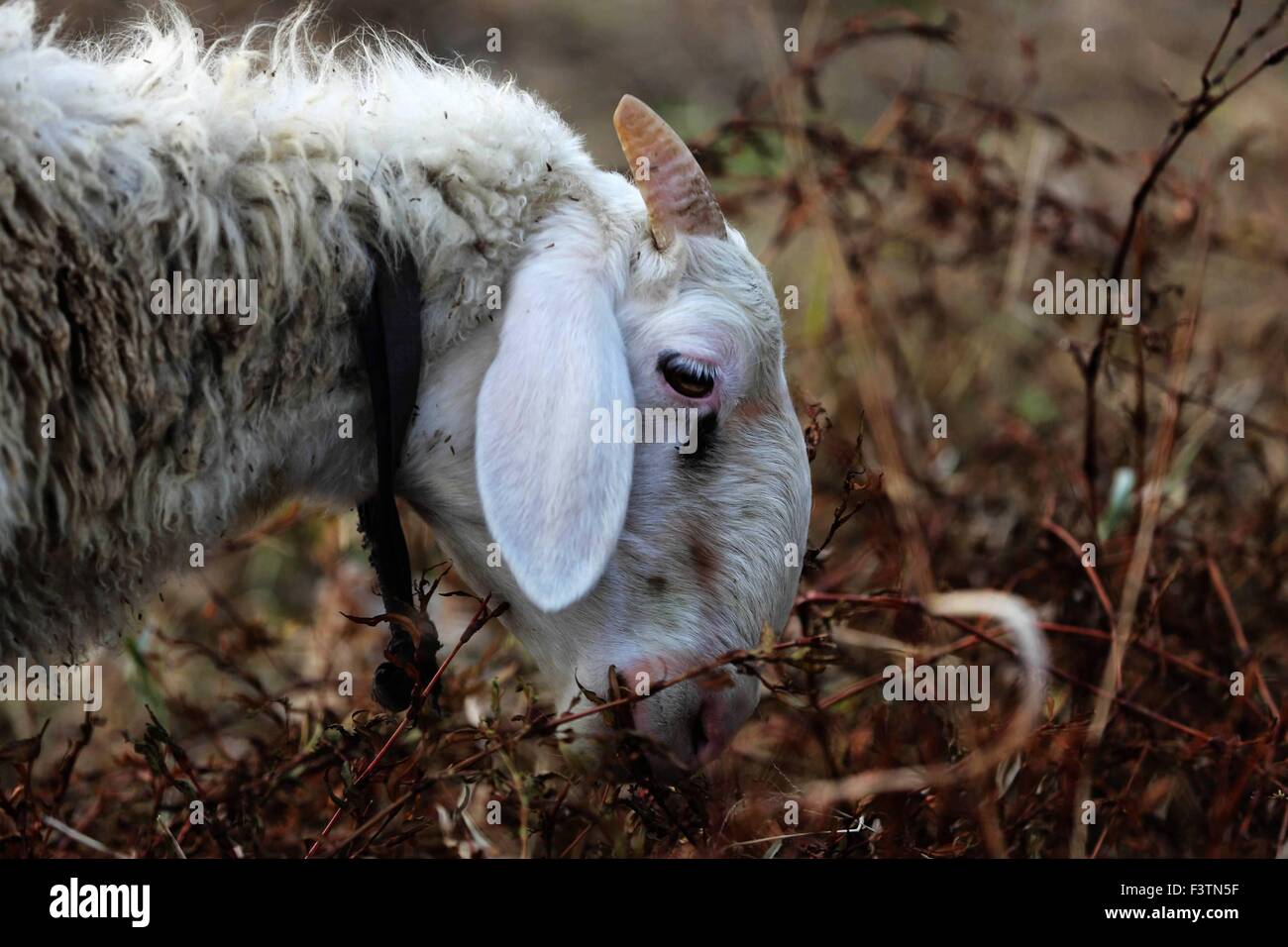 Tsingtao, Shandong, CHN. 8th Nov, 2014. Tsingtao, CHINA - November 8 ...
