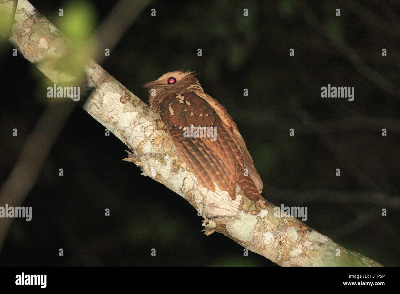 Large Frogmouth (Batrachostomus auritus) in Way Kambas National Park ...