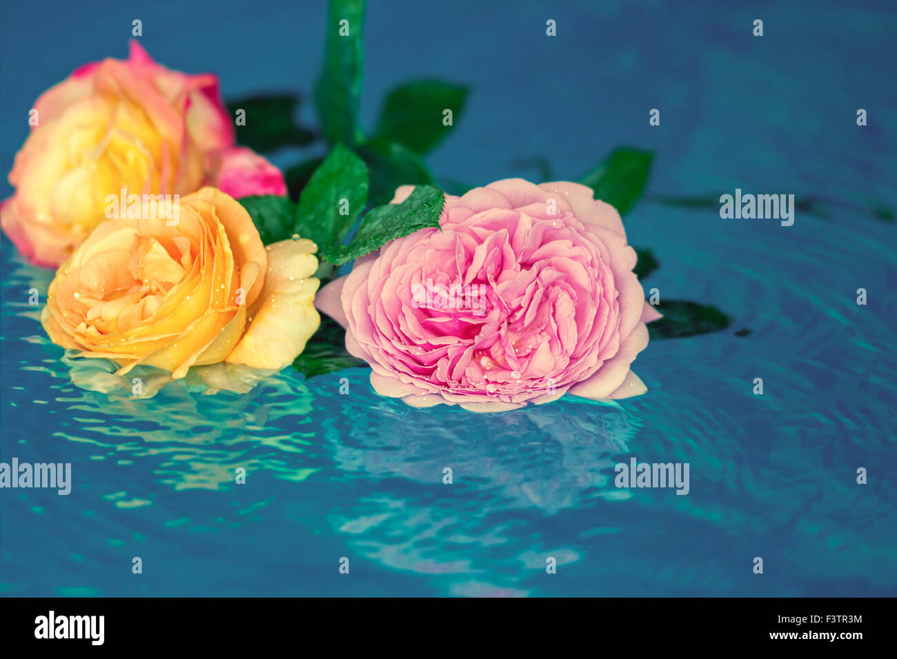 Bouquet of roses in a water Stock Photo - Alamy