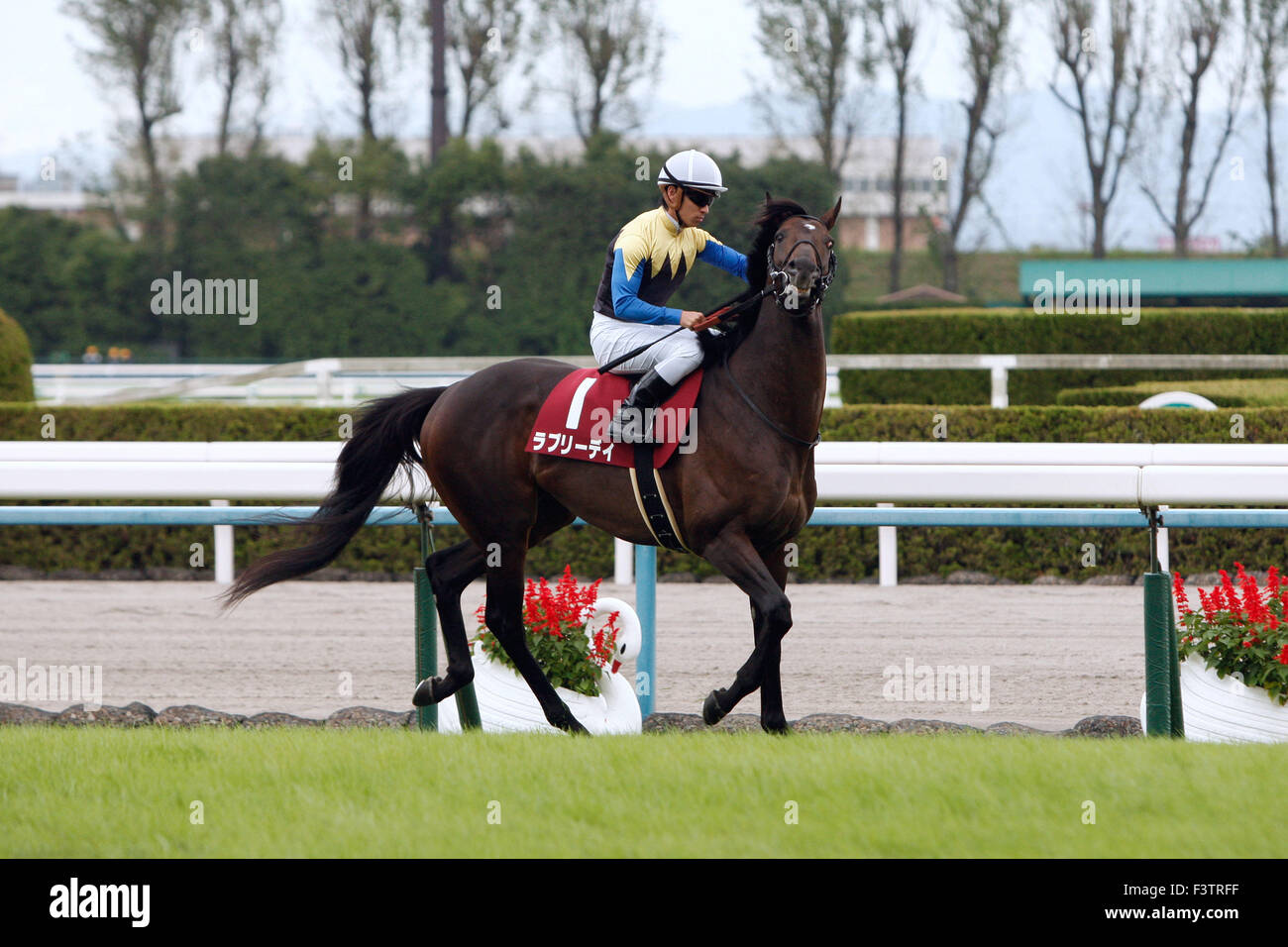 Kyoto, Japan. 12th Oct, 2015. Lovely Day (Yuga Kawada) Horse Racing ...