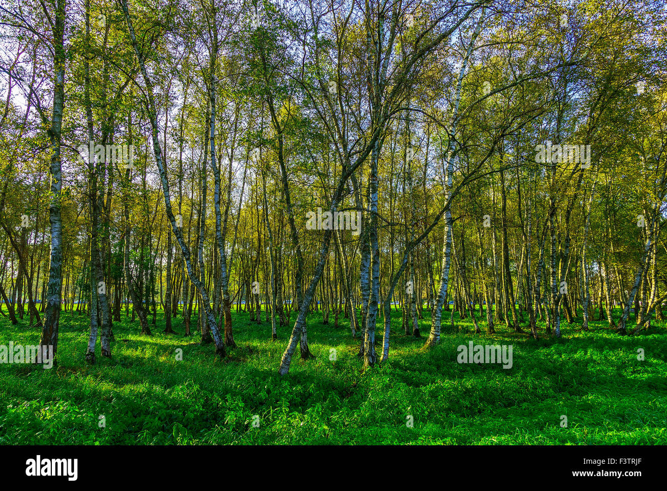 Lush green birch grove hi-res stock photography and images - Alamy