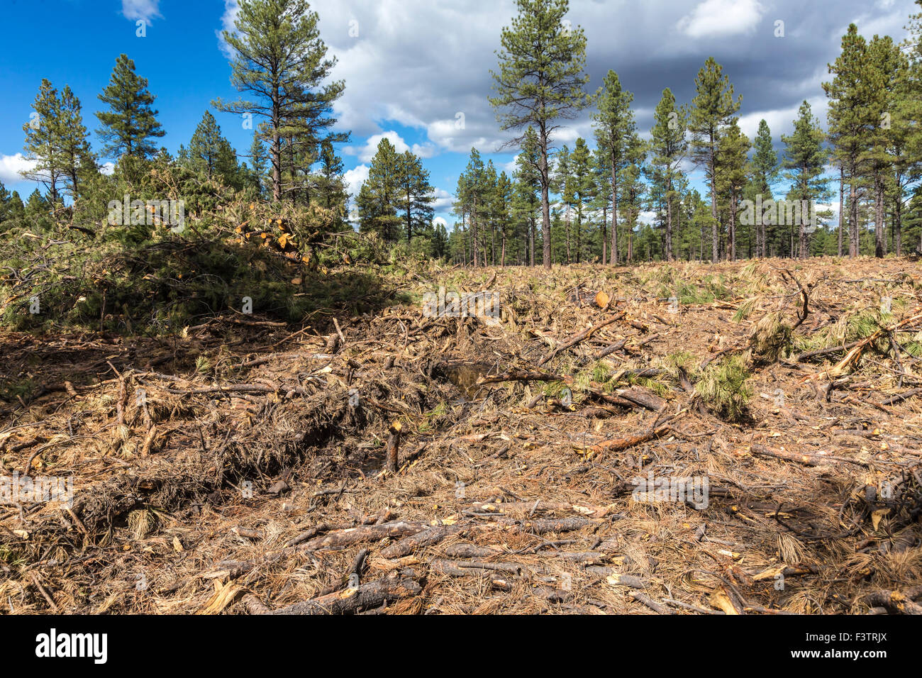 Clear cutting hi-res stock photography and images - Alamy