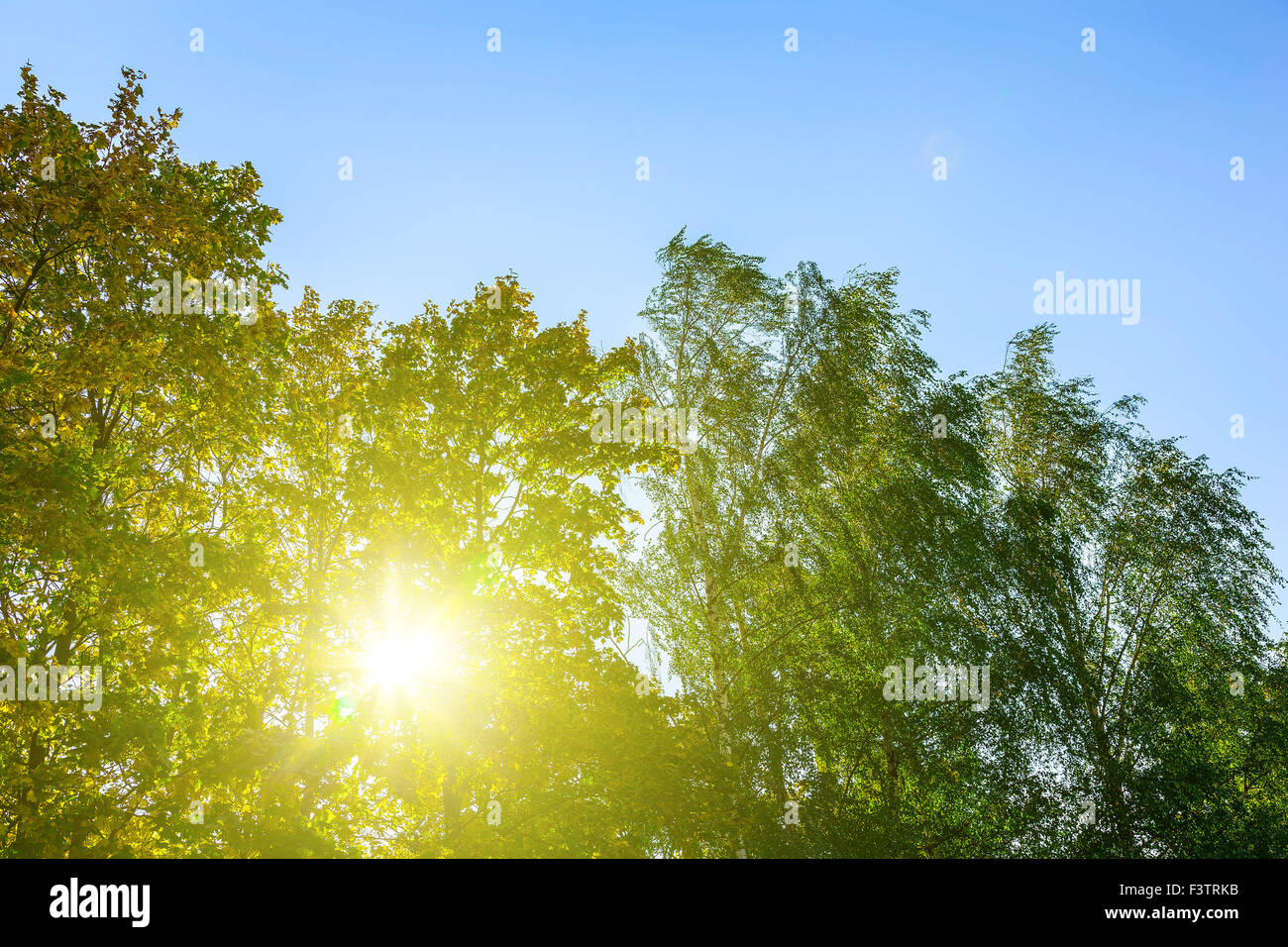 Sun Shining Through Colorful Branches of Tree in Autumn Season Stock ...