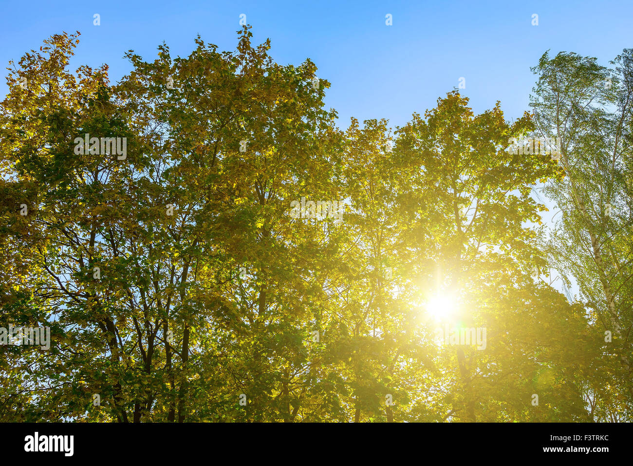 Colorful Trees with Sunlight in Branches in Autumn Time Stock Photo - Alamy