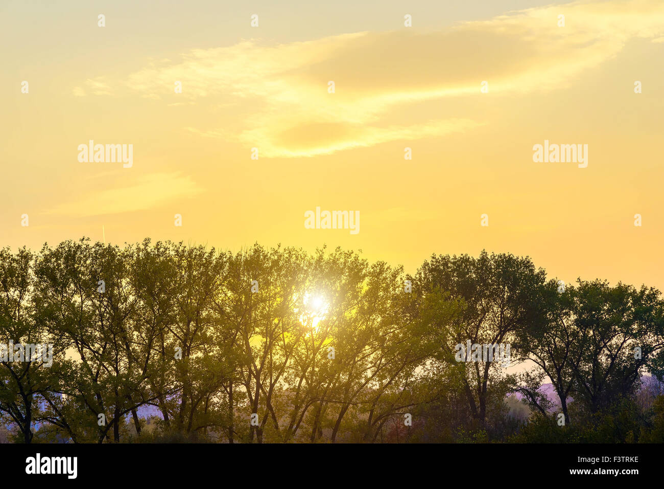 Landscape with Sun Shining Through Tree Branches on the Background of ...