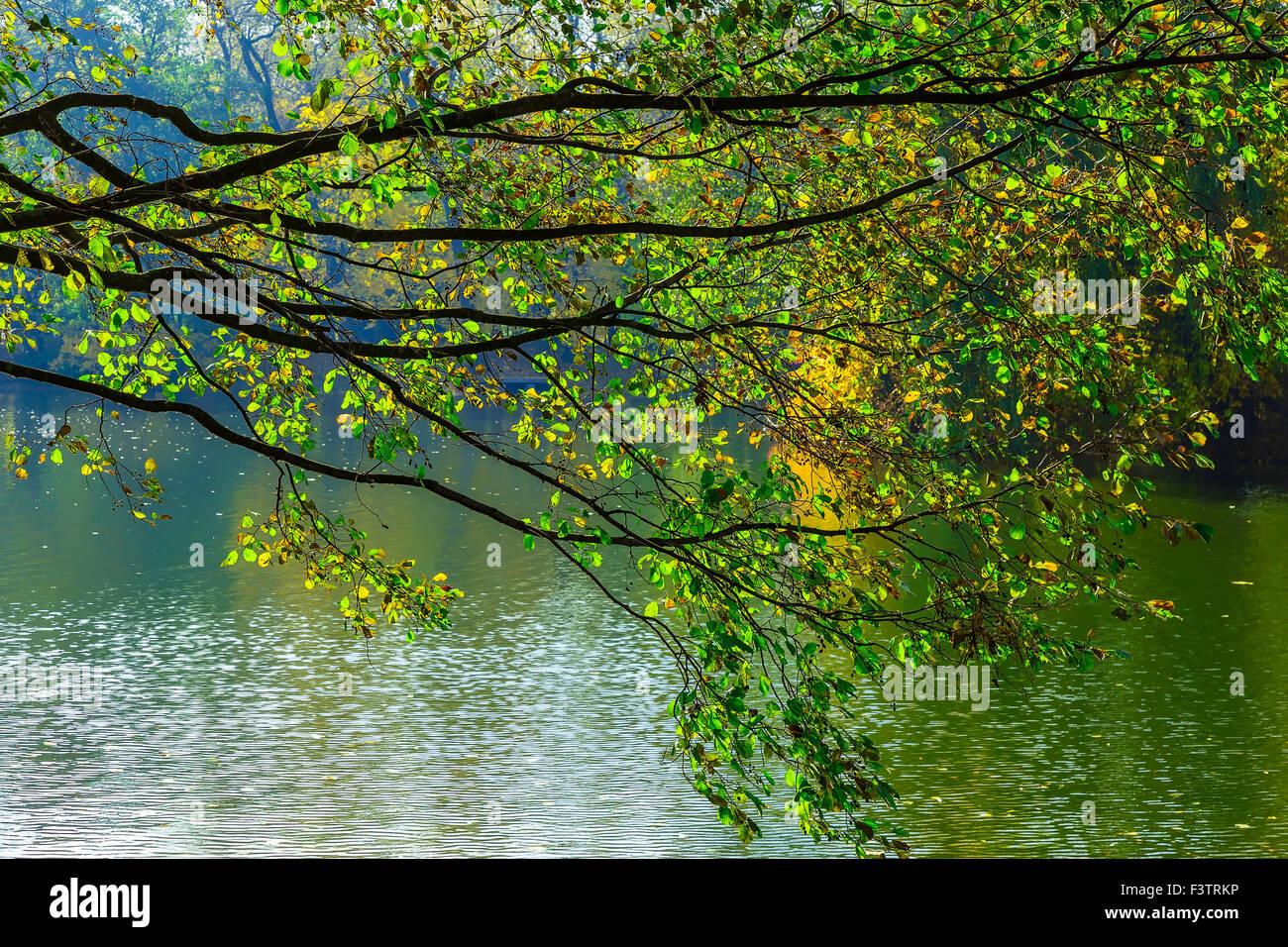 Branch hanging over water hi-res stock photography and images - Alamy