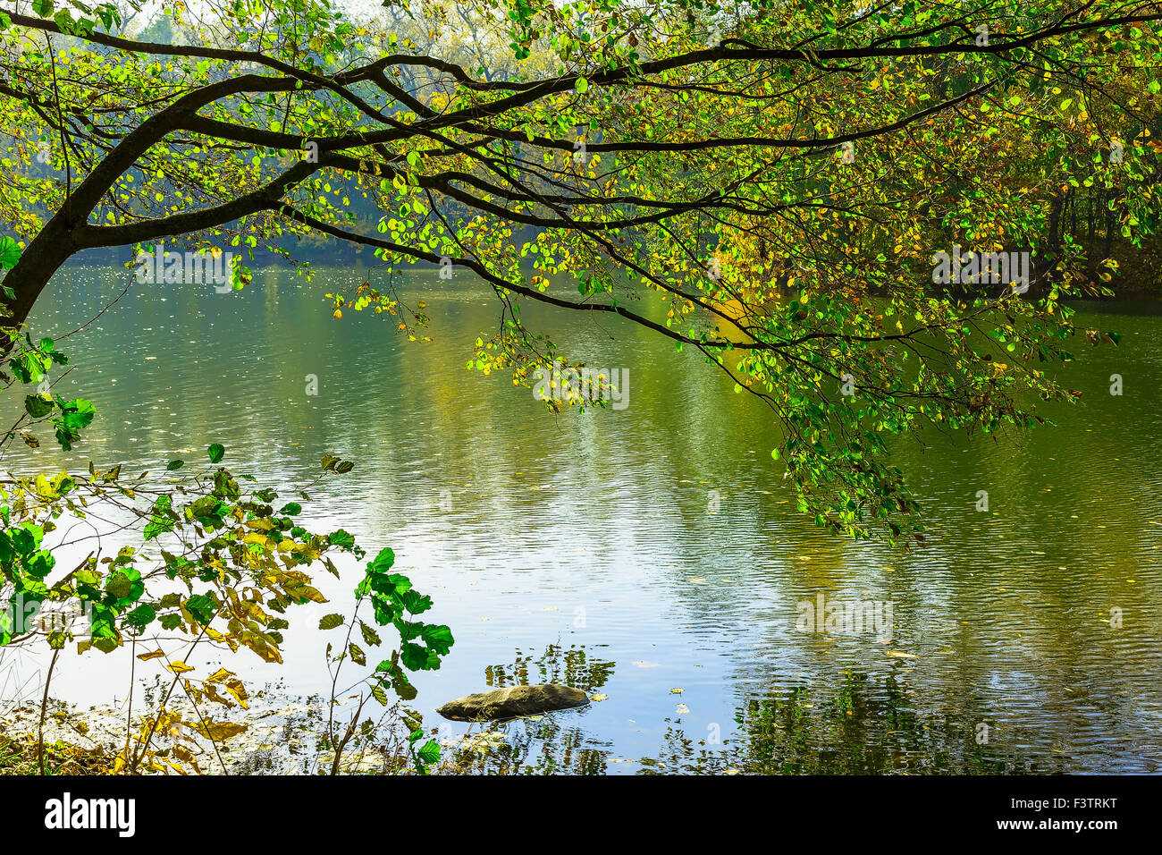 Branch hanging over water hi-res stock photography and images - Alamy