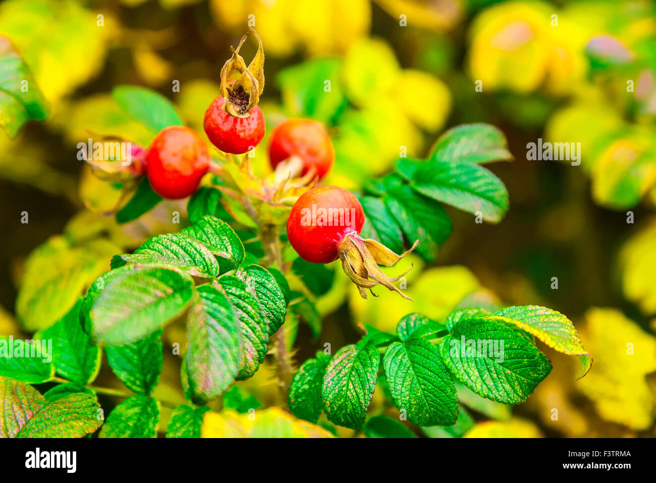 Rose hip bush hi-res stock photography and images - Alamy