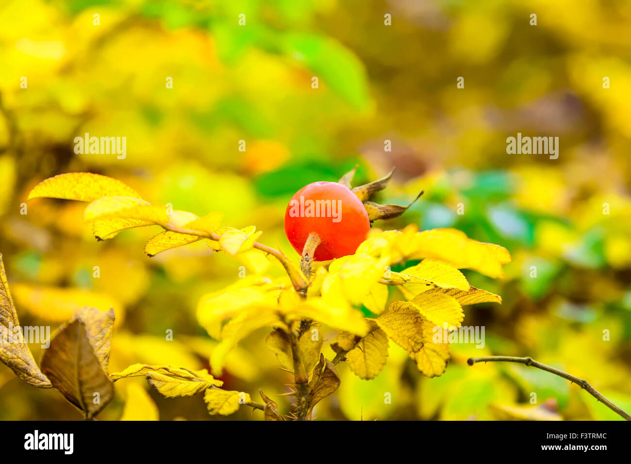 Red berry bush branch close hi-res stock photography and images - Alamy