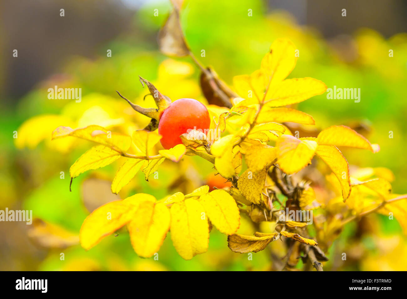 Rose hip bush hi-res stock photography and images - Alamy