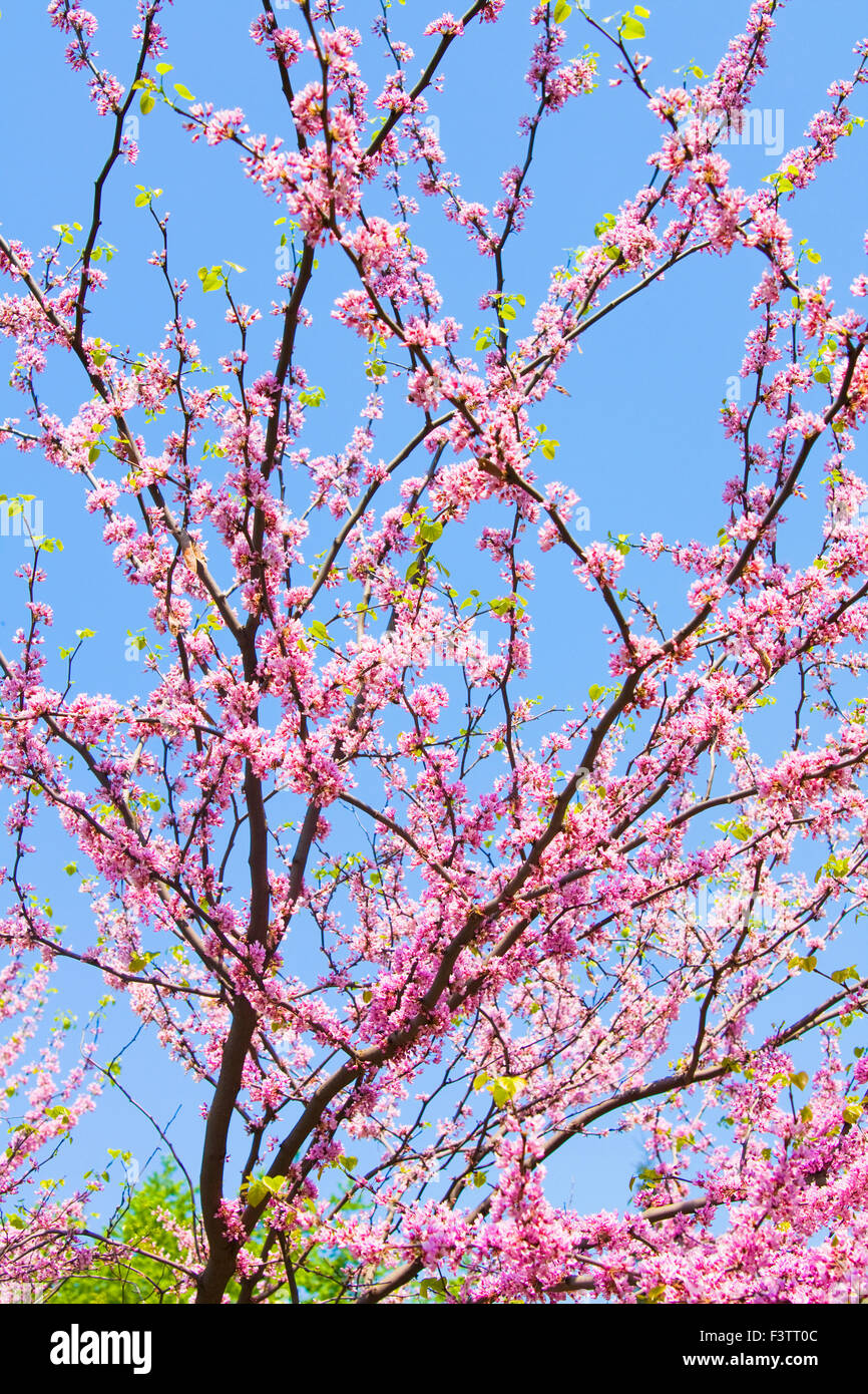 Cercis CAnadensis (Eastern redbud), branches with pink flowers on blue ...