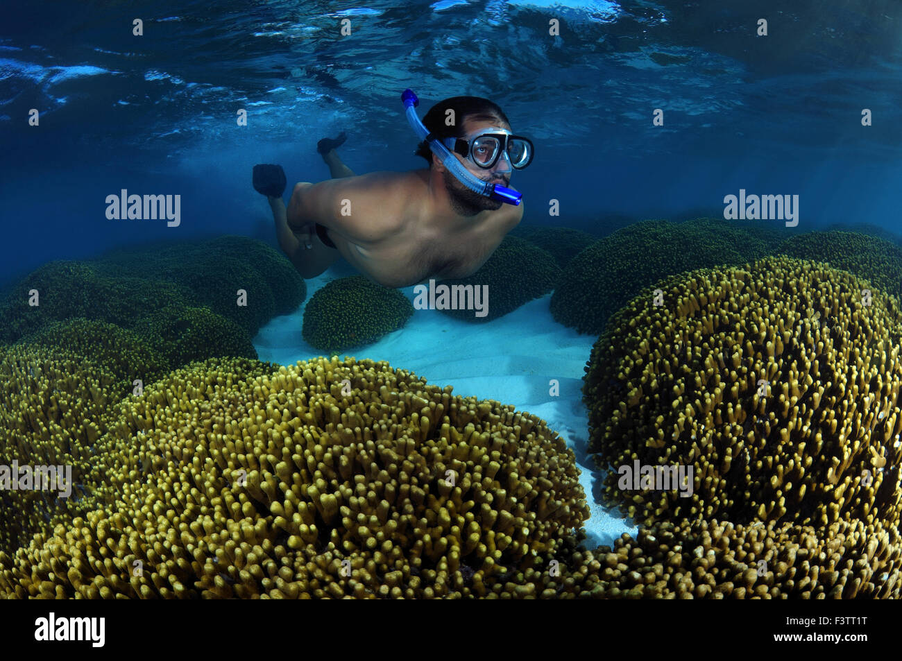 Man swims over a coral reef, Indian Ocean, Maldives Stock Photo - Alamy