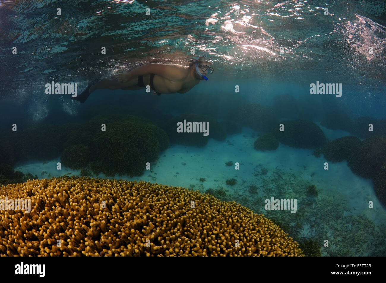 Man swims over a coral reef, Indian Ocean, Maldives Stock Photo - Alamy
