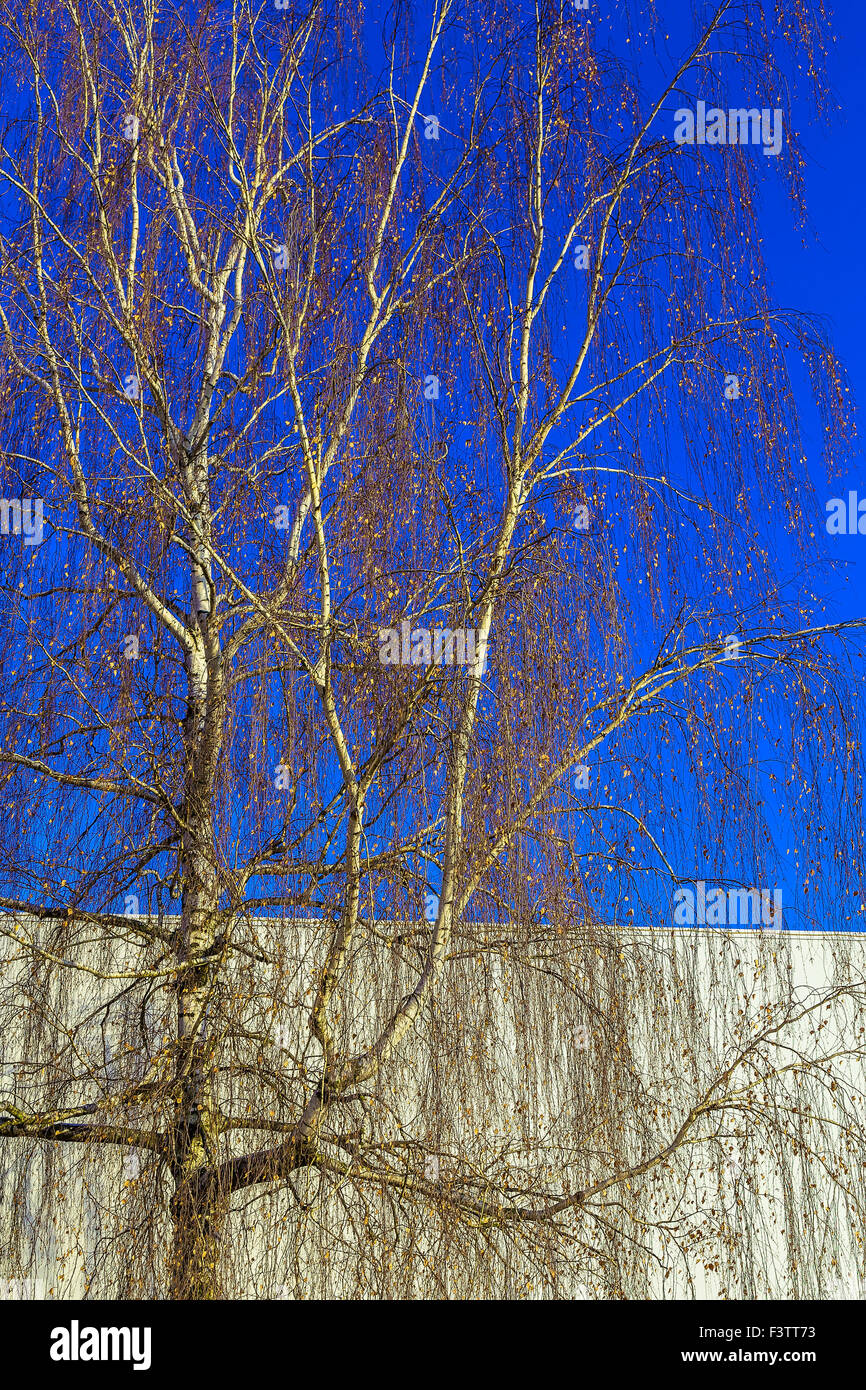 Birch Tree with Beautiful Branches in the Background of Blue Sky and ...