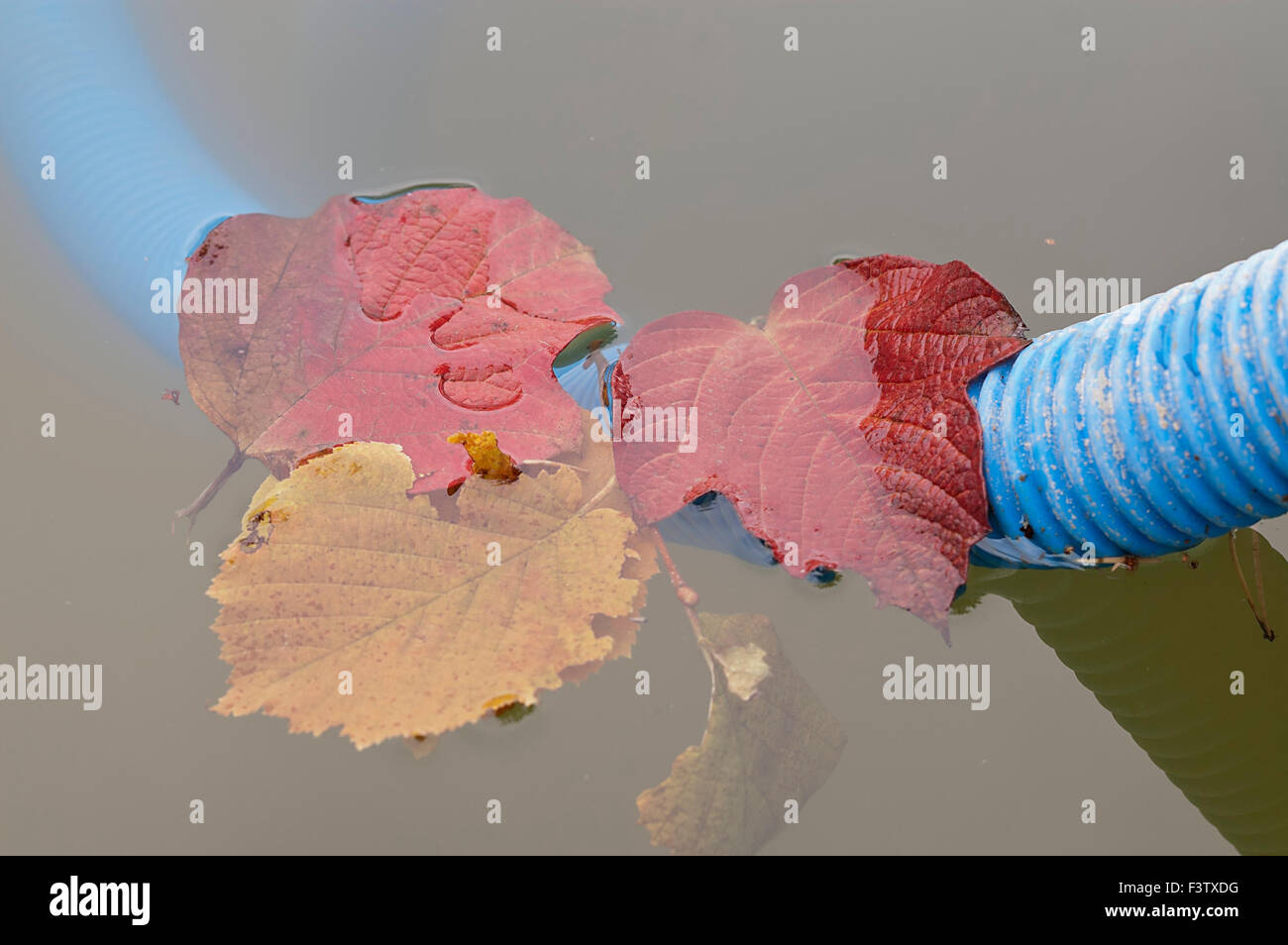 Autumn Leaves In Pool Stock Photo - Alamy