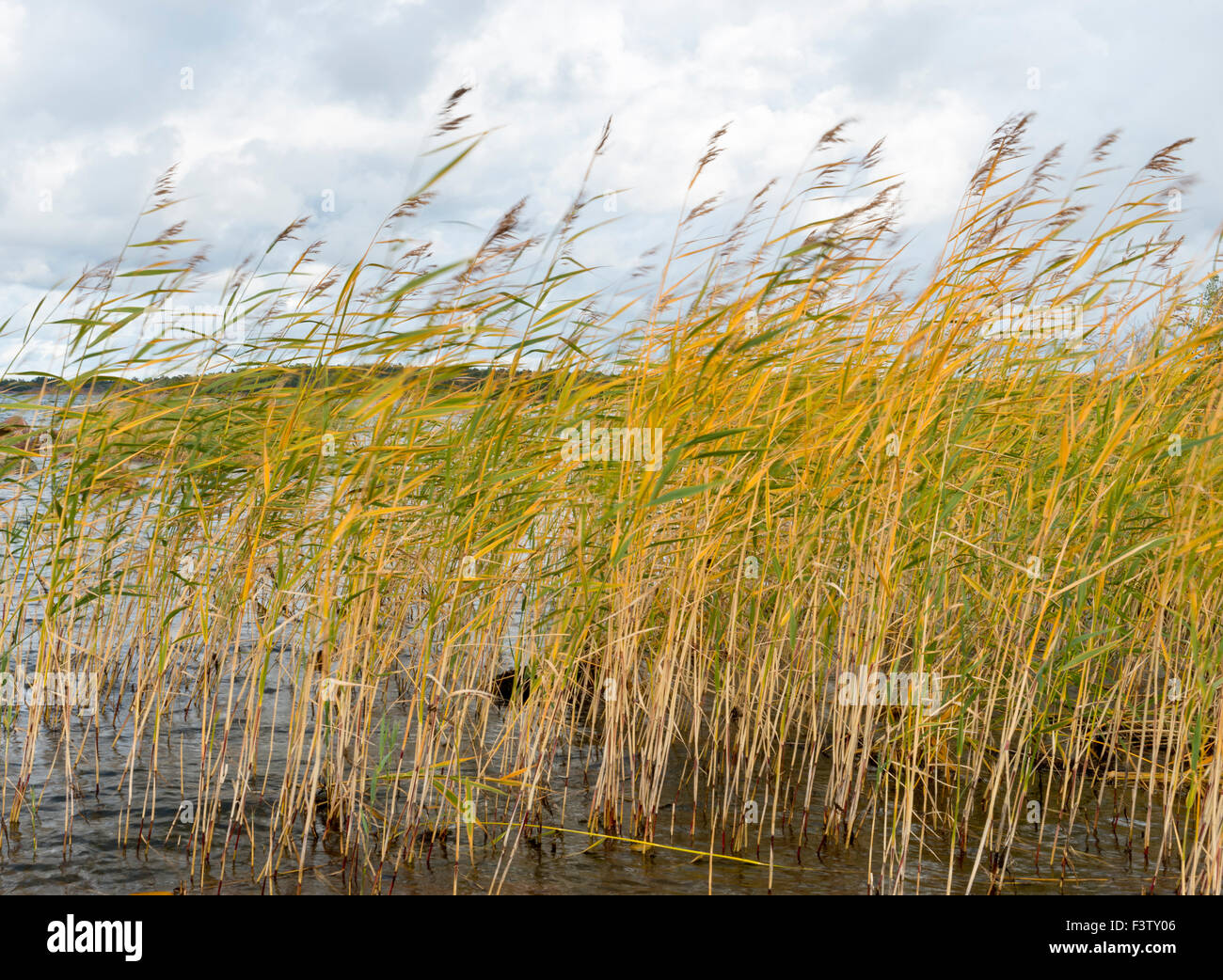 Reed plants hi-res stock photography and images - Alamy
