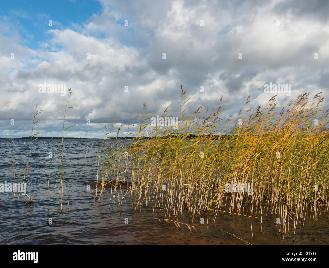 Reed plants hi-res stock photography and images - Alamy