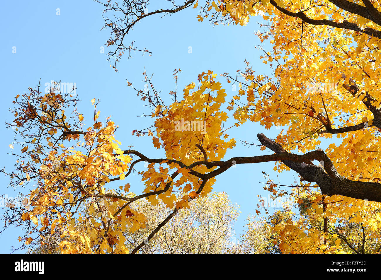 gold foliage and blue sky, autumn Stock Photo - Alamy
