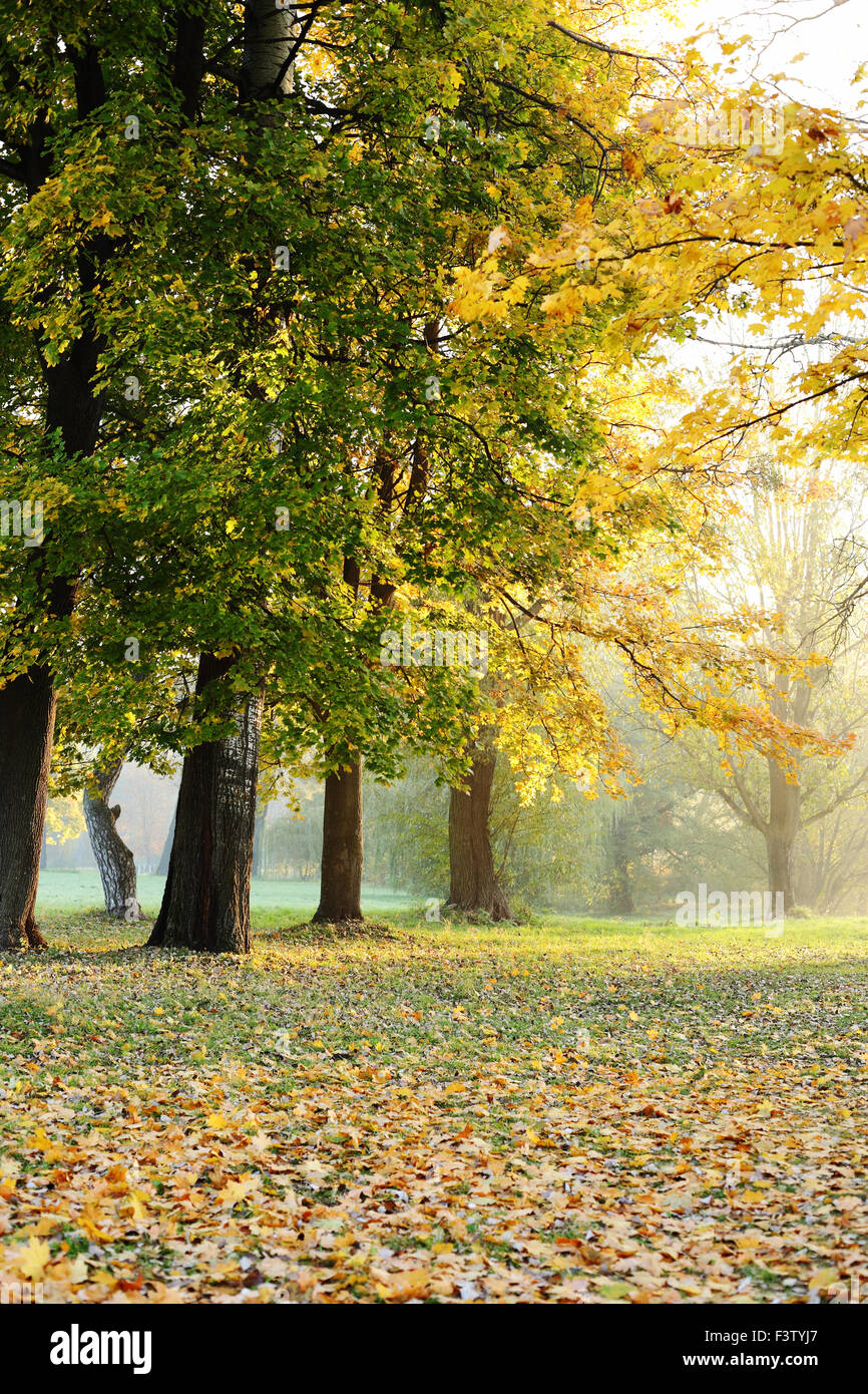 Glade green color hi-res stock photography and images - Alamy