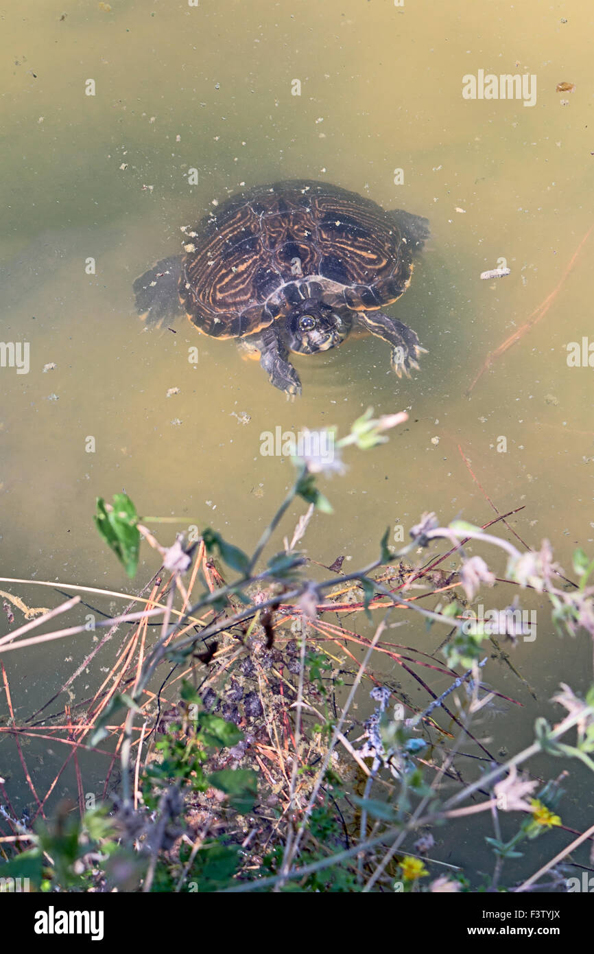 turtle in lake water near the vegetation Stock Photo - Alamy