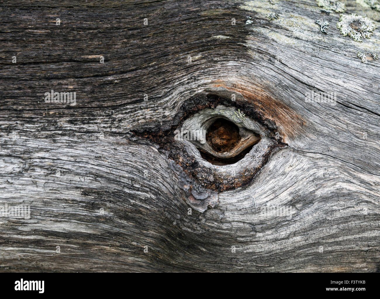 Gray dead tree Stock Photo - Alamy