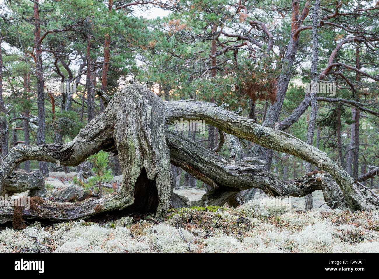 Knotty Pine Stock Photos & Knotty Pine Stock Images - Alamy