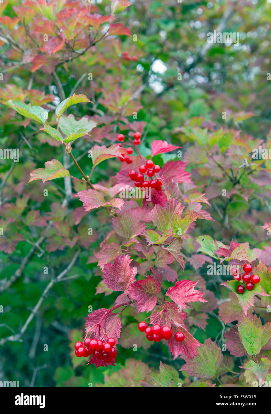 Guelder rose hi-res stock photography and images - Alamy