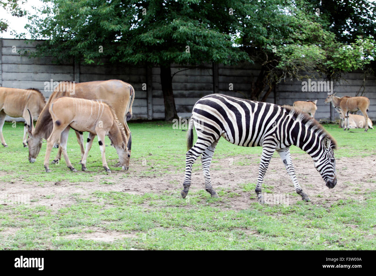 Antelope, zebra, safari Stock Photo - Alamy
