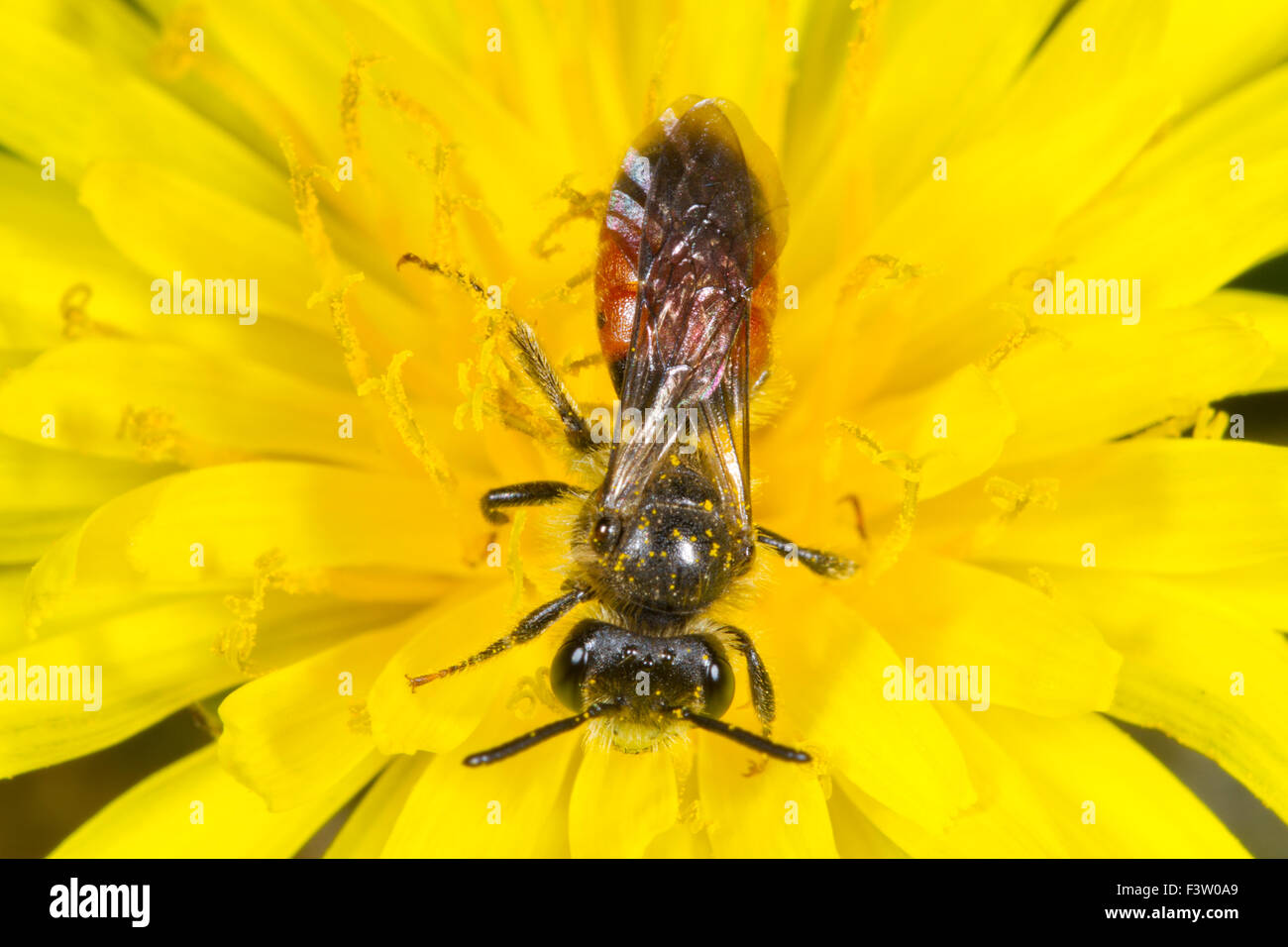Mining bees hi-res stock photography and images - Alamy