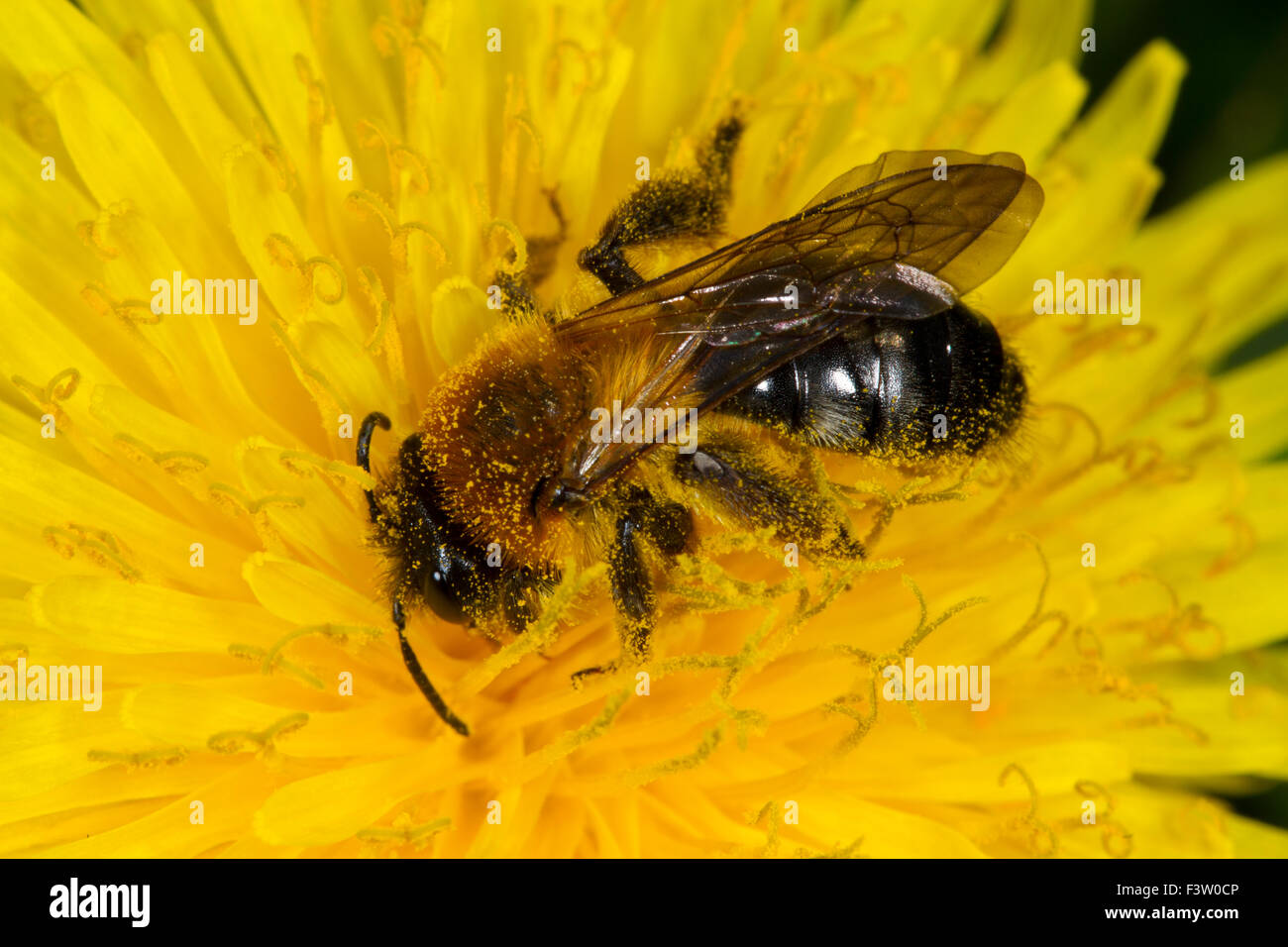 Grey-patched Mining-bee (Andrena nitida) adult female feeding in a ...