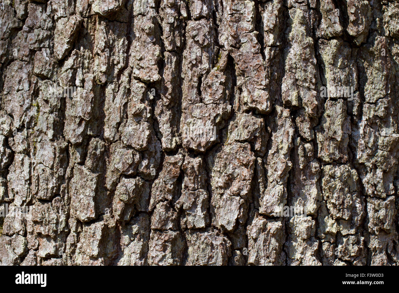 Quercus Nigra Bark
