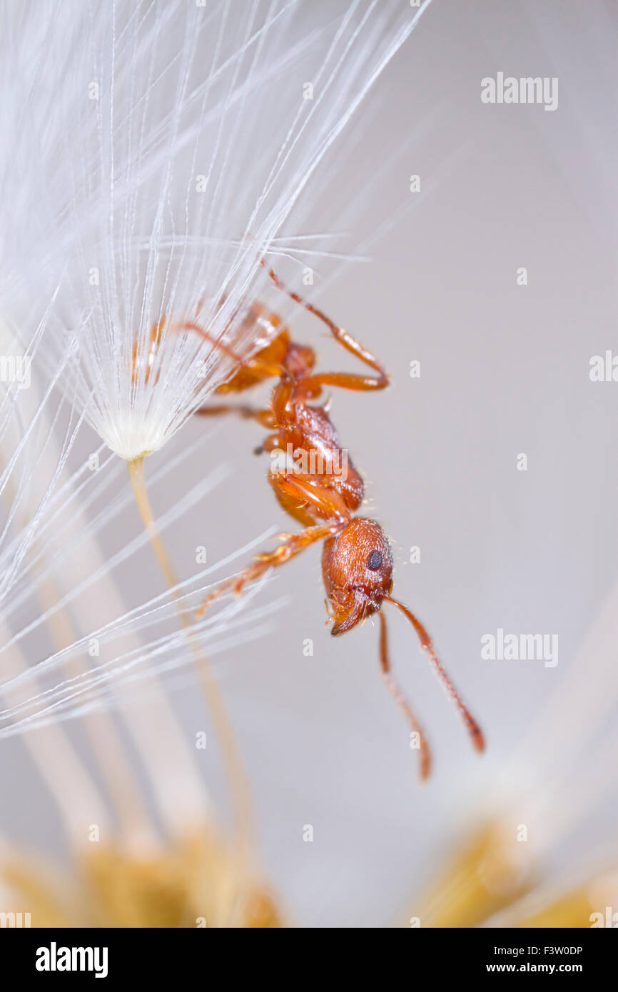 Red Ant (Myrmica rubra) adult worker in a dandelion clock. Powys, Wales ...