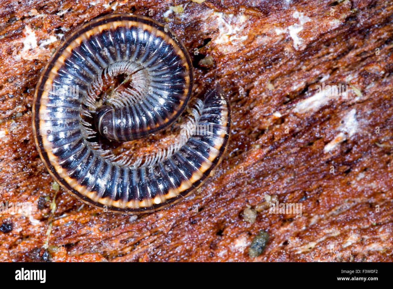 Millipede hi-res stock photography and images - Alamy