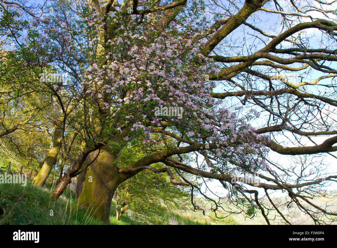 Wild apple tree hi-res stock photography and images - Alamy