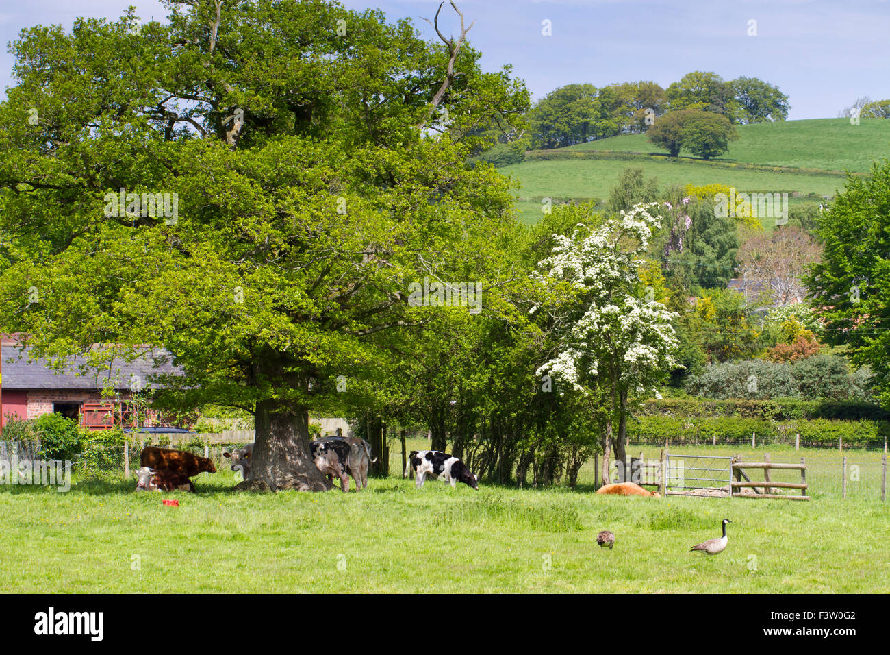 Cattle under tree hi-res stock photography and images - Alamy