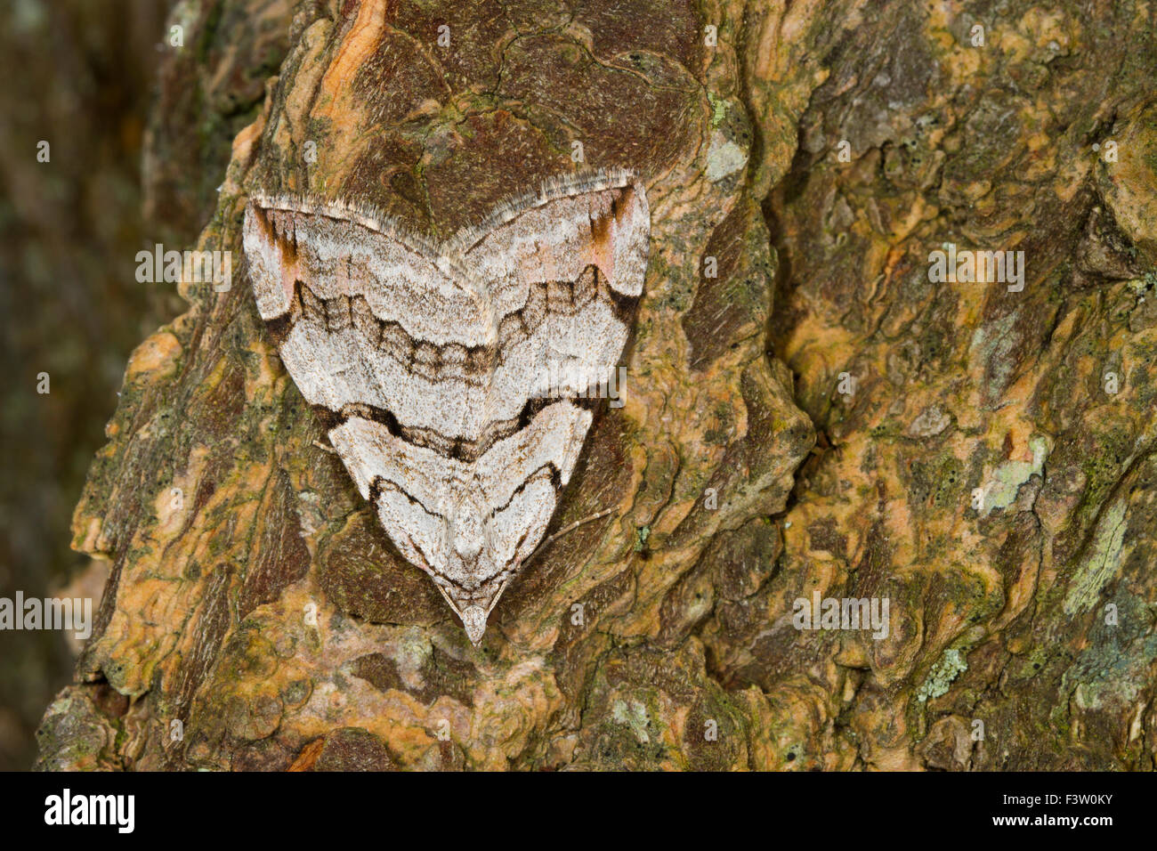 Treble bar moth hi-res stock photography and images - Alamy