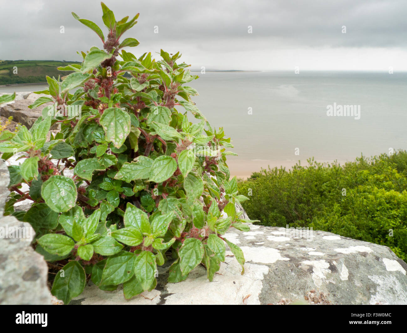 Pellitory-of-the-wall (Parietaria judaica) flowering on a wall of ...