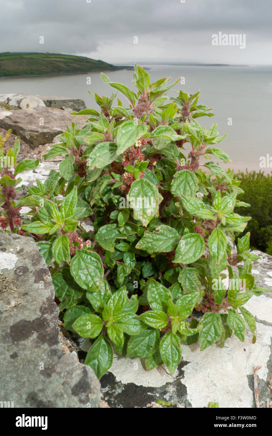 Pellitory-of-the-wall (Parietaria judaica) flowering on a wall of ...