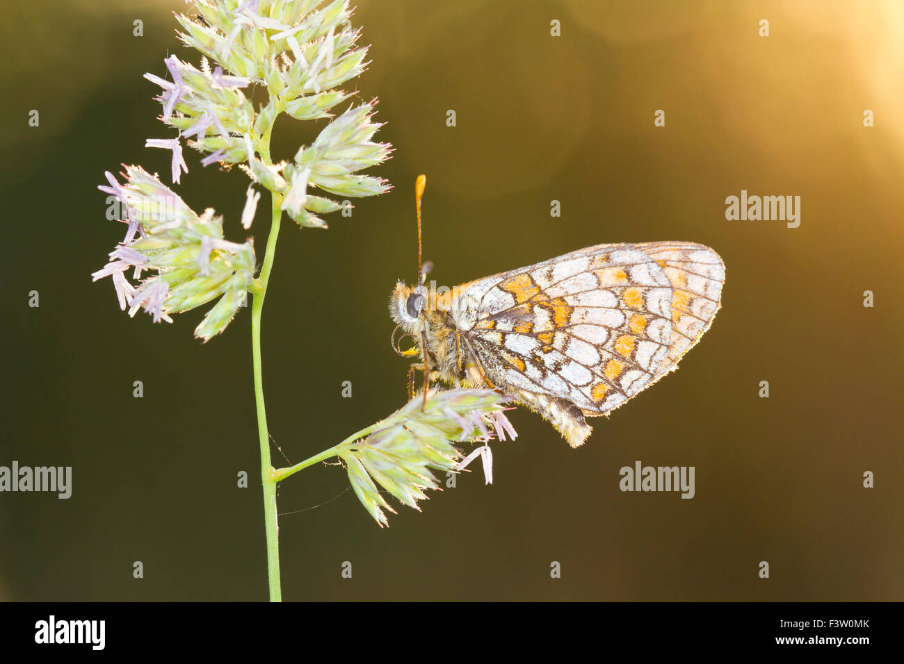 Heath Fritillary butterfly (Mellicta athalia) adult roosting at sunset ...