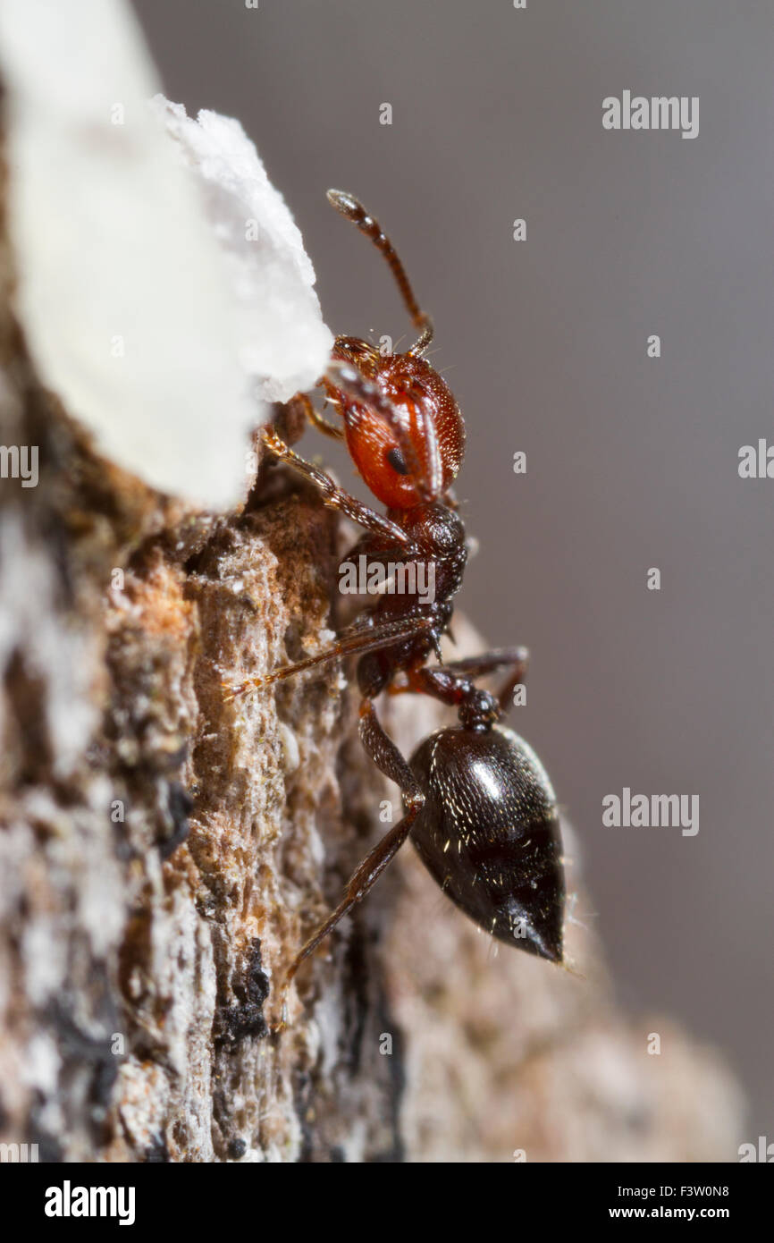 Wood eating ant hi-res stock photography and images - Alamy