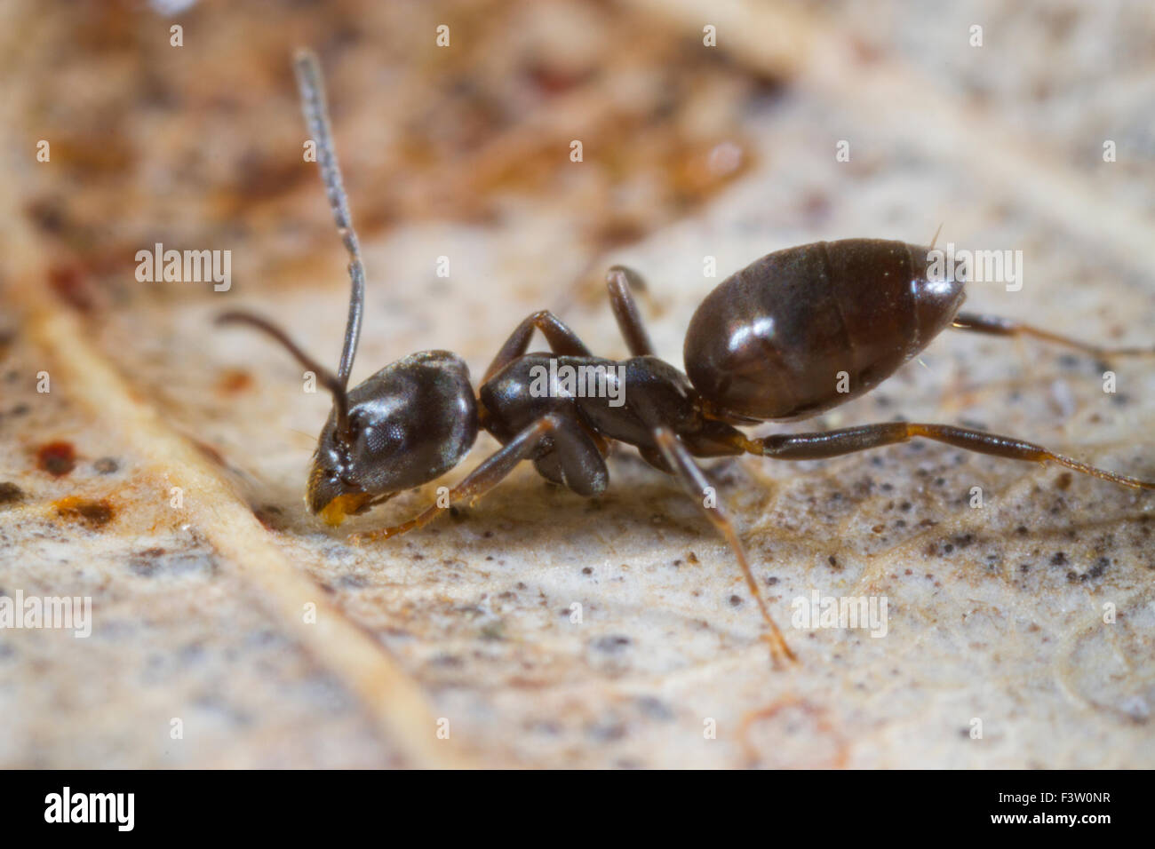 Erratic ant (Tapinoma erraticum) adult worker on a leaf. Causse de ...