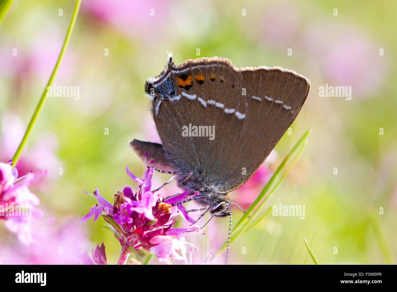 Blue-spot Hairstreak (Satyrium spini) adult butterfly feeding on Thyme ...