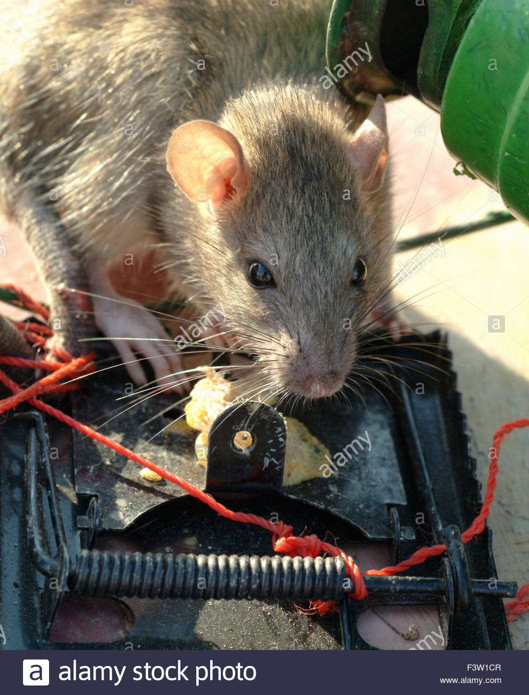 Rat Caught Trap Trapped Stock Photos & Rat Caught Trap Trapped Stock ...