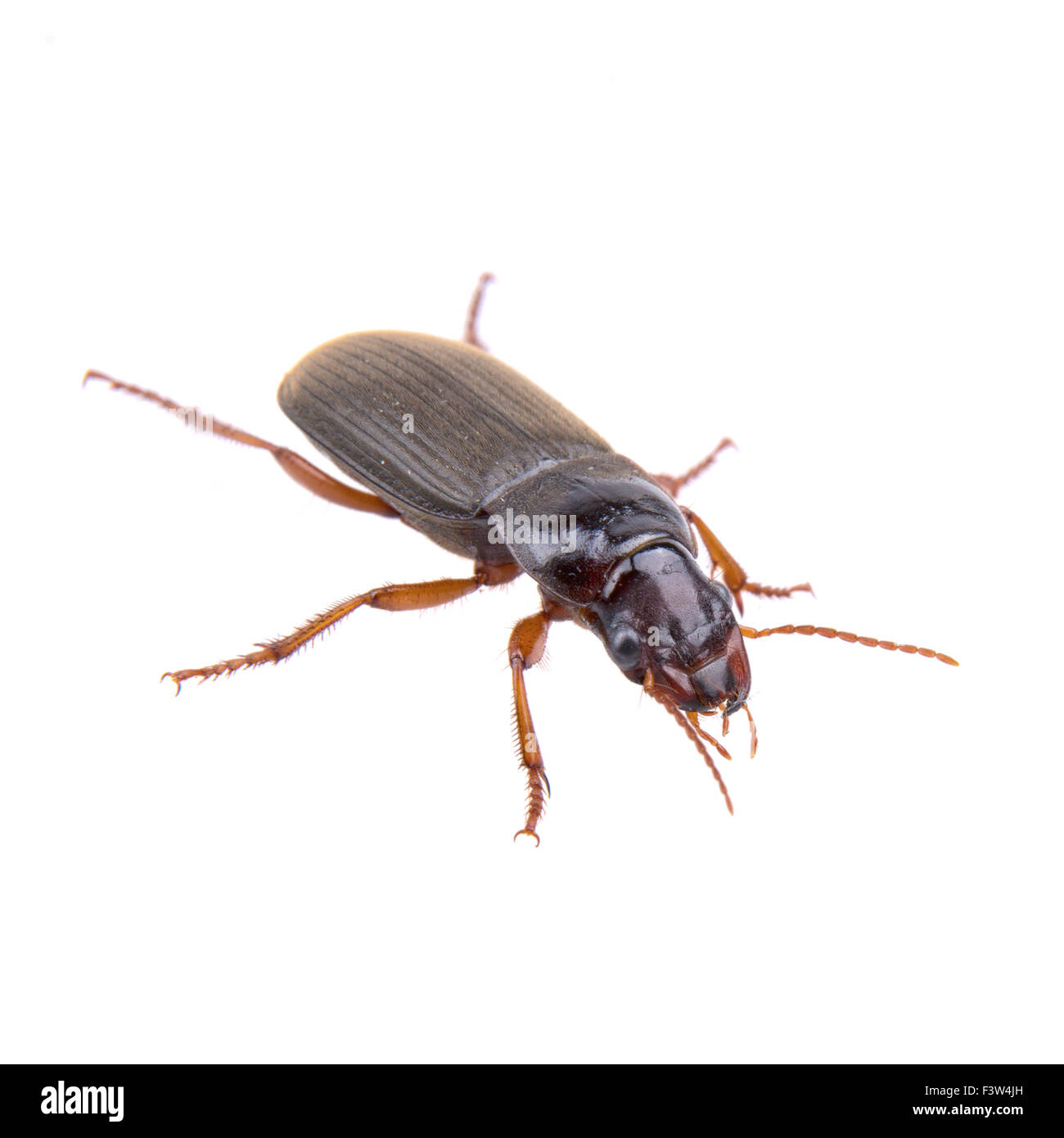 Brown bug isolated on a white background Stock Photo - Alamy