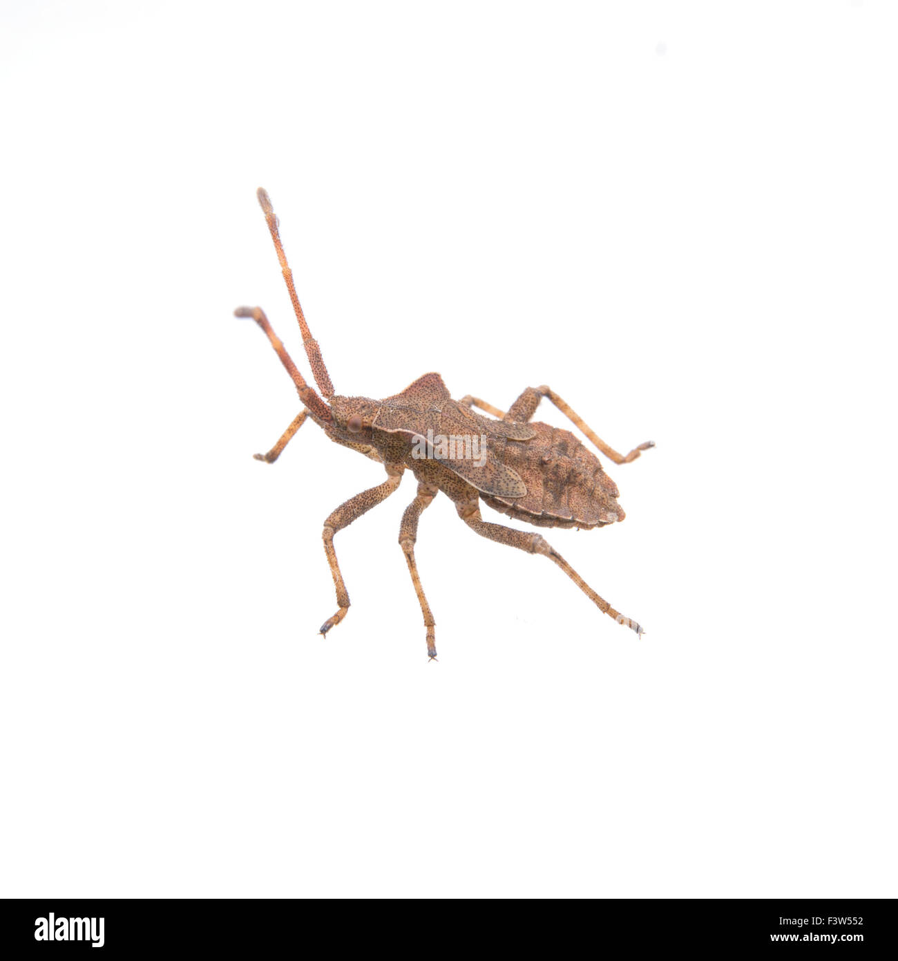 Brown shield bug isolated on a white background Stock Photo - Alamy