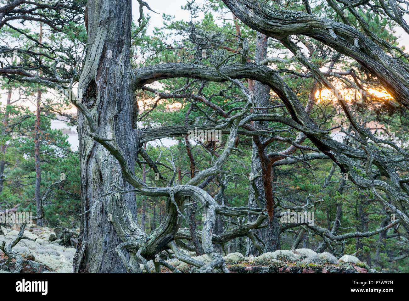 Knotty Tree High Resolution Stock Photography and Images - Alamy